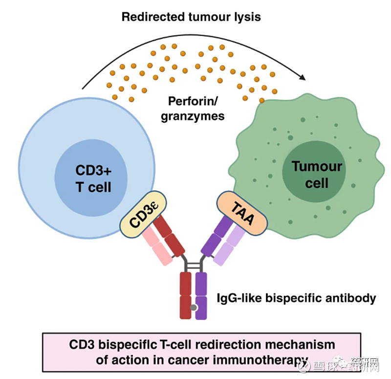 双抗靶点 — CD3 CD3是一种多聚体蛋白复合物，又称为T3复合物，由四个不同的多肽链组成；epsilon (ε)、gamma (γ)、de... - 雪球
