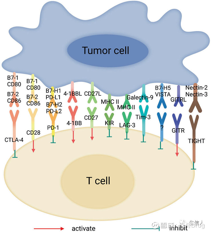 STTT综述：肿瘤免疫治疗简史 点击上方的 行舟Drug 添加关注 目录 一. 研究背景 二．T细胞上的免疫抑制分子（ICs） 三．T细胞上的 ...