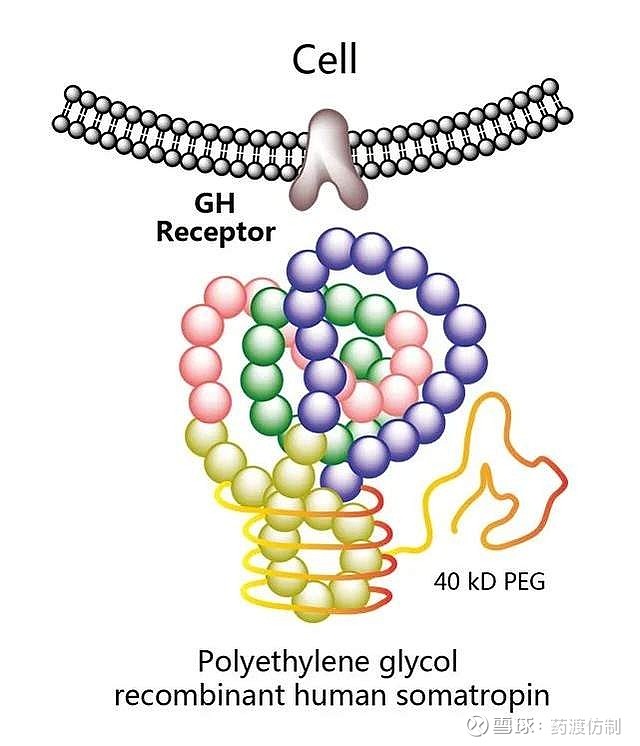 一年长高10厘米！Ngenla获FDA批准，浅谈：长效生长激素的制剂技术与代表药物 来源：【药渡】/三七原创“每周注射一次，一年长高10cm ...
