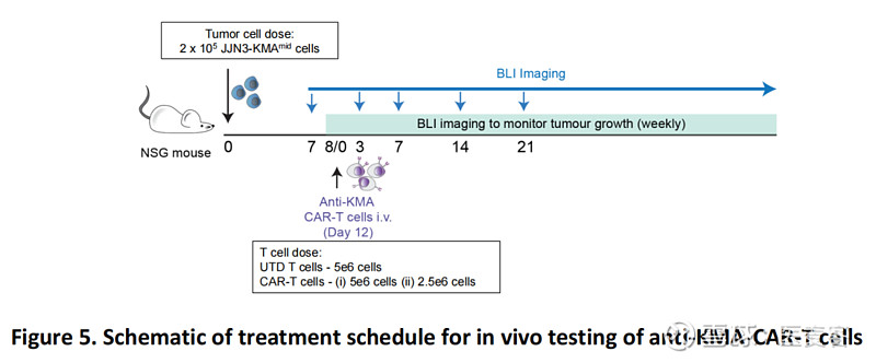 新靶点 KMA.CAR-T细胞疗法即将启动1期临床以治疗κ型多发性骨髓瘤 2023年7月28日/医麦客新闻 eMedClub News/--7 ...