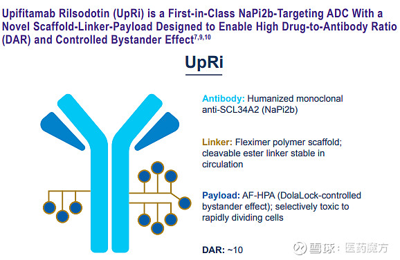 潜在首创ADC再失利，Mersana裁员50%、砍管线求生 对于 biotech 来说，能够开枪的机会并不多，市场对于这些创新药企有着严苛的容错率。一次临床失败，就有可能失去未来，... - 雪球