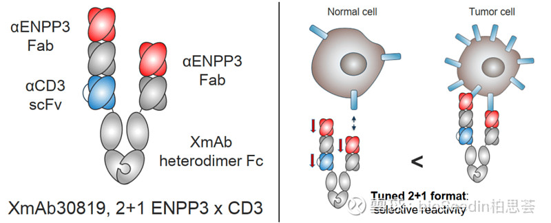ADC、抗体药潜力新靶点：ENPP3... PREFACE前言外切核苷酸焦磷酸酶/磷酸二酯酶（ENPPs）家族成员广泛参与多种关键性生理学活动 ...