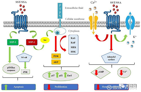 神经内分泌瘤（NET）潜力靶点：SSTR2 生长抑素(Somatostatin, SST)是一种多功能的多肽激素，由大脑、胃肠道、视网膜、免疫 ...
