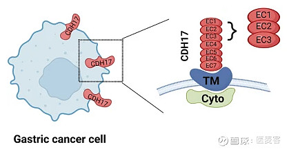 ASCO突破峰会|针对新型胃肠癌靶点CDH17的双抗ARB 202公布最新临床数据 2023年8月5日/医麦客新闻 eMedClub News ...