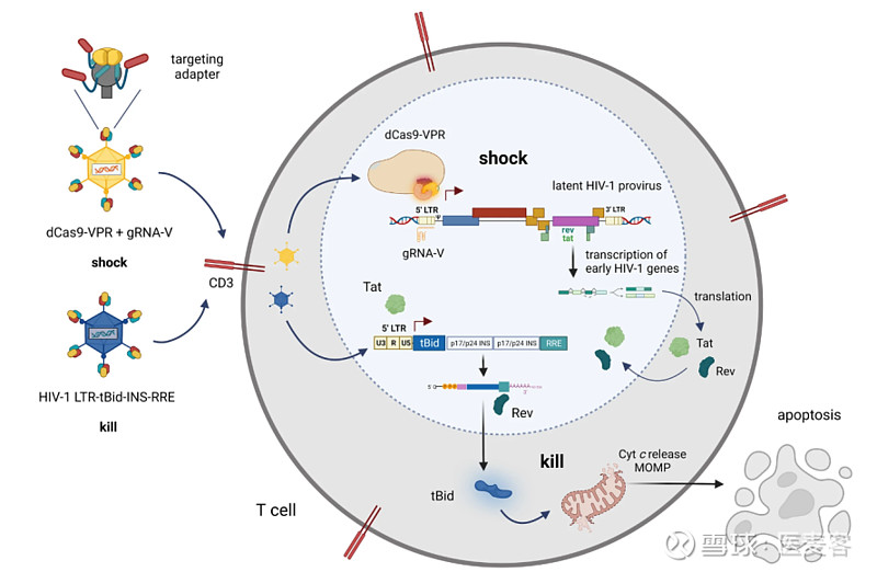 基于CRISPRa系统的靶向“shock and kill”基因疗法让HIV-1无处潜藏！ 2023年8月13日/医麦客新闻 eMedClub ...