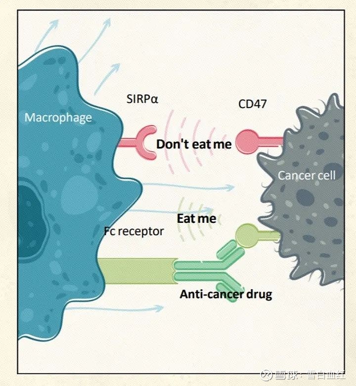 纳米抗体：国内外管线布局全景观 BiG专栏 BiG生物创新社 2023-08-15 17:27 发表于江苏 网页链接 前言 目前，FDA累计批准抗体药物... - 雪球