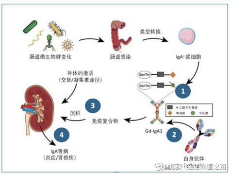 $云顶新耀-B(01952)$Nefecon 耐赋康的分析 目前Nefecon在海南先行区的销售价格：23600元/盒。... - 雪球