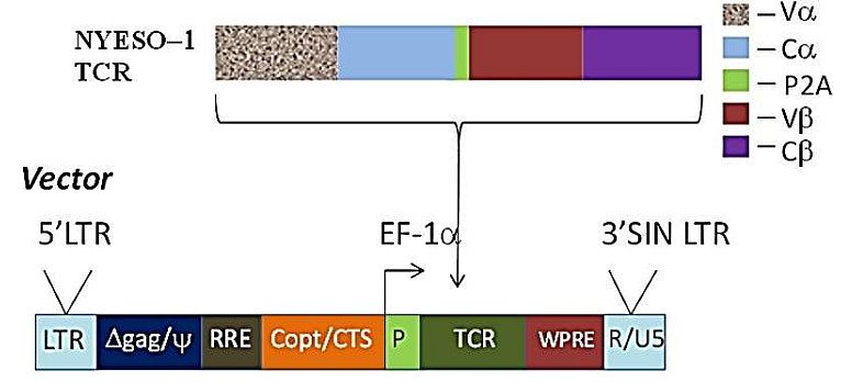 I期临床：HLA-A∗02:01 NY-ESO-1 TCR-T (TAEST16001)细胞治疗晚期软组织肉瘤患者 NY-ESO-1特异性TCR-T细胞对表达NY-ESO-1抗原的肿瘤有效，但 ...