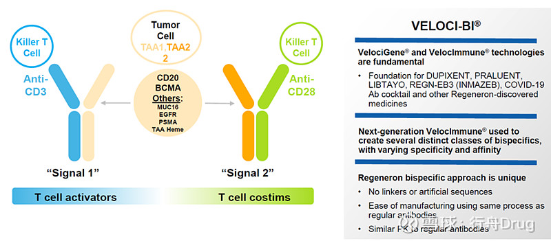 第4款CD20/CD3双抗！ 近日， 再生元 宣布欧洲药品管理局（EMA）已受理旗下双抗治疗CD3/CD20双抗odronextamab治疗 ...