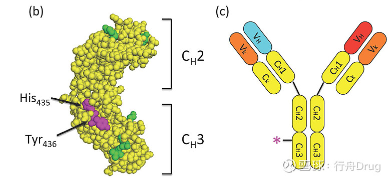 第4款CD20/CD3双抗！ 近日， 再生元 宣布欧洲药品管理局（EMA）已受理旗下双抗治疗CD3/CD20双抗odronextamab治疗 ...