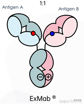 第4款CD20/CD3双抗！ 近日， 再生元 宣布欧洲药品管理局（EMA）已受理旗下双抗治疗CD3/CD20双抗odronextamab治疗 ...