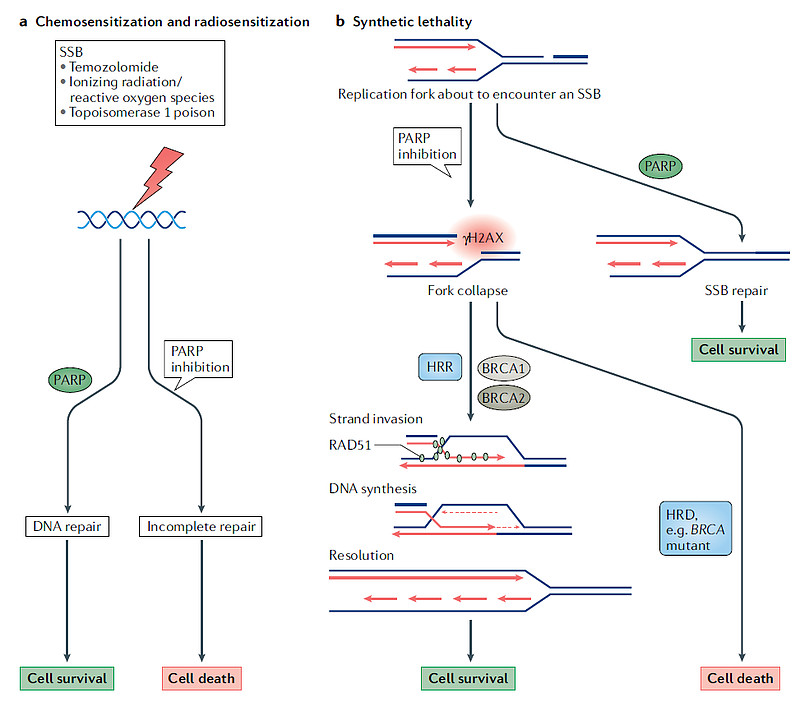 BRCA：从基因鉴定到靶向治疗的30年风雨路 致癌基因与抑癌基因的发现及其研究在肿瘤研究史上是划时代意义的开端，也是人们开始从分子水平认识肿瘤 ...