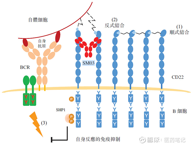 全球首创：中国抗体CD22抗体上市申请获受理，治疗类风关 Armstrong 2023年9月5日， 中国抗体 舒西利单抗注射液的上市申请获得 ...