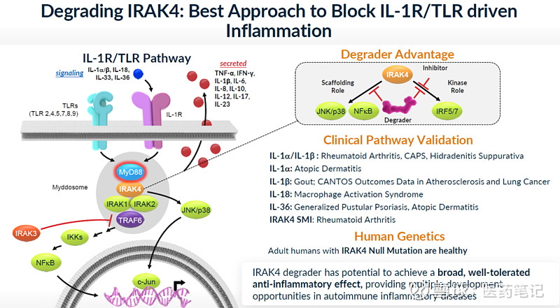 赛诺菲：IRAK4 PROTAC启动二期临床 Armstrong 2023年9月8日，赛诺菲/Kymera在Clinicaltrials ...