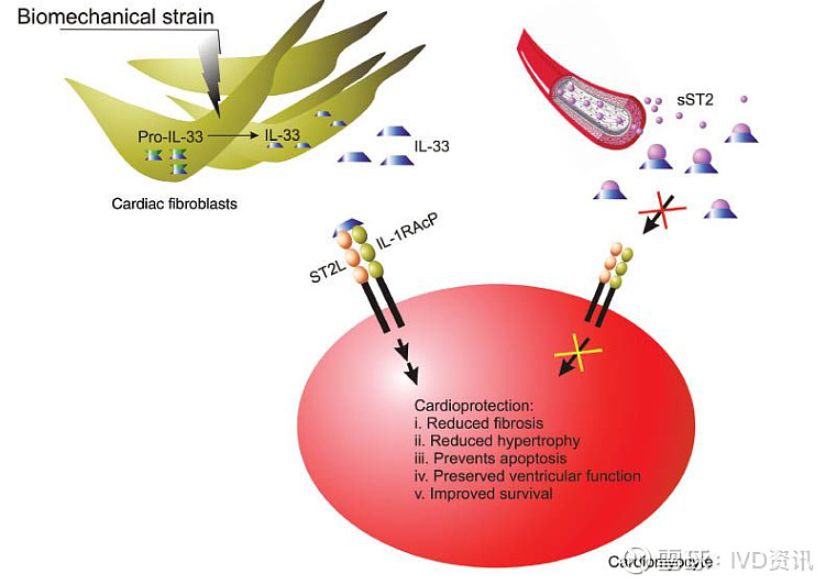 心衰明星产品ST2，我们该如何有效地跟临床沟通 前言可溶性生长刺激表达基因2蛋白（sST2）目前已经成为心衰检测领域的“香饽饽”，其在心衰患者 ...