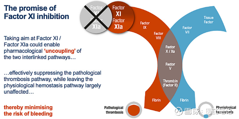 FXI抗体房颤临床突破，Abelacimab启动国内三期临床 Armstrong 2023年9月18日，Anthos Therapeutics ...