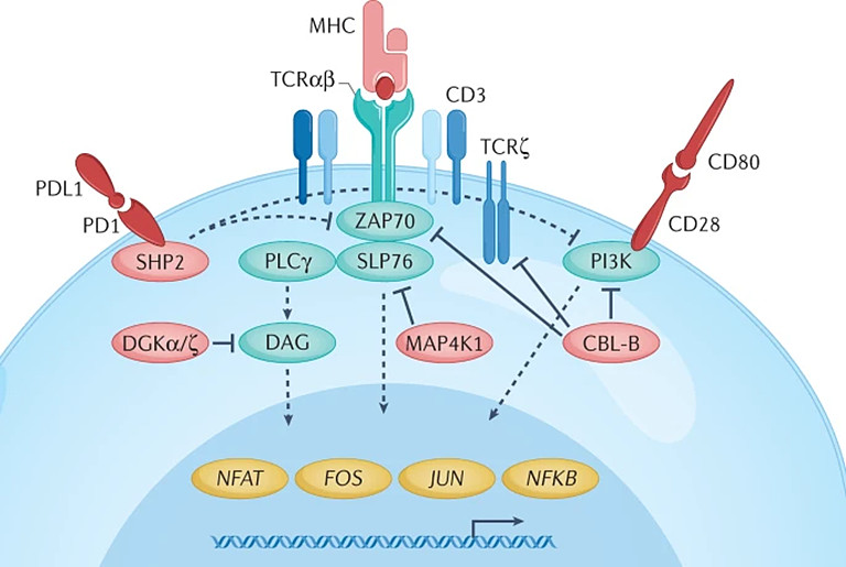 国产首款！百济神州DGKζ抑制剂获批临床 近日，CDE官网显示， 百济神州 BGB-30813片的临床试验申请获得默认许可，用于治疗晚期或转移 ...