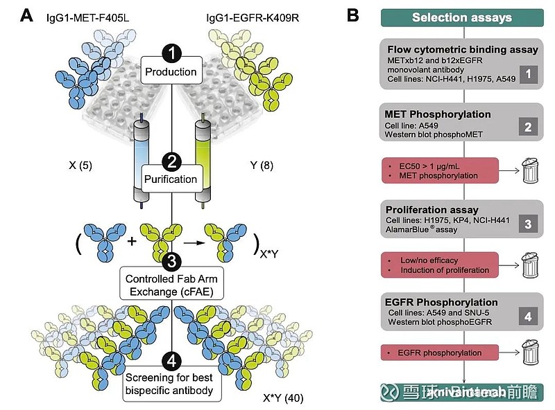 EGFR/c-MET双抗一线治疗NSCLC III期研究成功 EGFR/c-MET双抗组合疗法一线线治疗NSCLC III期研究成功2023年9月28日， 强生 宣布，EGFR/c-... - 雪球