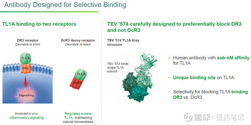 15亿美元：赛诺菲引进梯瓦的TL1A抗体 Armstrong 2023年10月4日，赛诺菲与梯瓦达成合作协议，共同开发后者TL1A抗体 ...