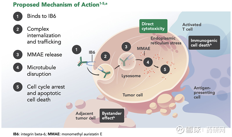 Seagen押注的癌症潜力靶点：ITGB6 2023年8月， Seagen 启动ITGB6 ADC药物SGN-B6A的三期临床，旨在观察SGN ...