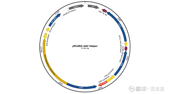 Polyplus发布新型Helper质粒 pPLUS® AAV-Helper 提高AAV产量 法国斯特拉斯堡，–Polyplus 是一家为先进生物制品和细胞和基因治疗生产提供从科研到商业级的 ...