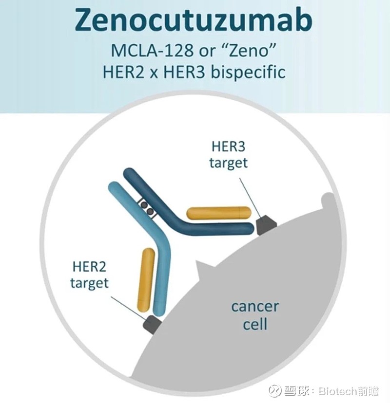 23ESMO丨HER2/HER3双抗治疗胰腺癌、肺癌效果显著 HER2靶点相关药物的研发改变了肿瘤治疗格局，从化疗时代跃迁到靶向治疗时代，而与 ...
