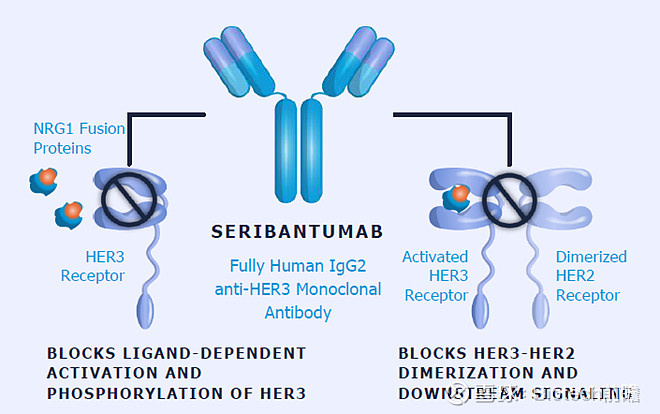 23ESMO丨HER2/HER3双抗治疗胰腺癌、肺癌效果显著 HER2靶点相关药物的研发改变了肿瘤治疗格局，从化疗时代跃迁到靶向治疗时代，而与 ...
