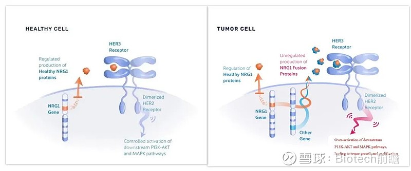 23ESMO丨HER2/HER3双抗治疗胰腺癌、肺癌效果显著 HER2靶点相关药物的研发改变了肿瘤治疗格局，从化疗时代跃迁到靶向治疗时代，而与Her2密切相关的Her3靶点，既往也一... - 雪球