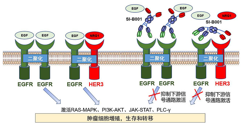 全球首款！百利天恒HER3/EGFR双抗ADC启动III期临床 10月31日， 百利天恒 在药物临床试验登记与信息公示平台登记了一项III期临床试验，旨在评估HER3/EGFR双抗AD... - 雪球