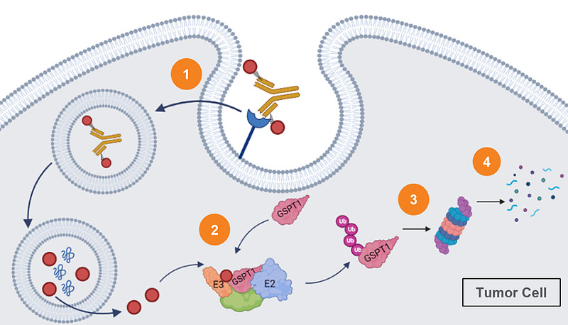 1亿美元预付款，BMS斩获一款抗体激活型靶向蛋白质降解剂 11月6日，Orum Therapeutics 宣布，已与 百时美施贵宝 （BMS ...