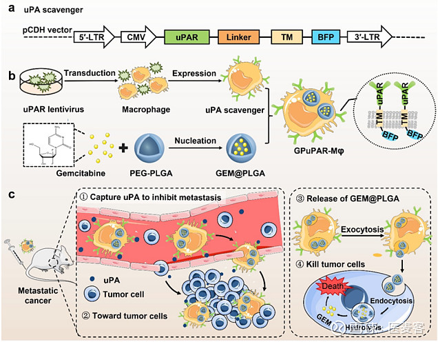 全球8家CAR-M布局企业一览：体内CAR-M与自免适应症成新趋势 2023年11月11日/医麦客新闻 eMedClub News/--近日 ...