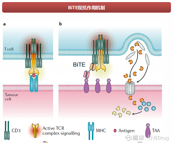 双特异性抗体的分类及作用机制 双特异性抗体（Bispecific monoclonal antibody，BsAb）是一种人工合成的抗体，具有 ...
