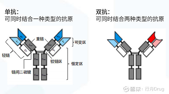 双特异性抗体的分类及作用机制 双特异性抗体（Bispecific monoclonal antibody，BsAb）是一种人工合成的抗体，具有 ...