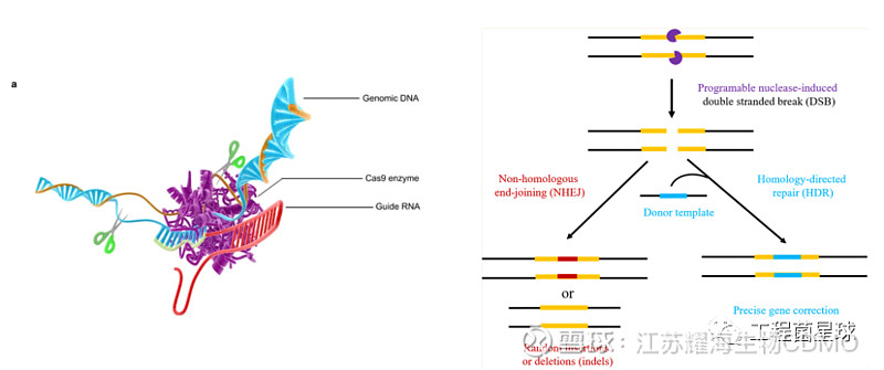 【耀文解读】综述|一文读懂LNP递送系统赋能CRISPR/Cas9肿瘤治疗应用 #LNP# #CRISPR/Cas9# #基因编辑# 注：本文 ...