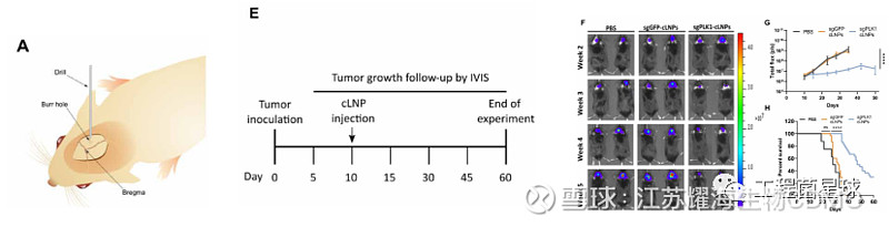 【耀文解读】综述|一文读懂LNP递送系统赋能CRISPR/Cas9肿瘤治疗应用 #LNP# #CRISPR/Cas9# #基因编辑# 注：本文 ...