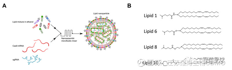 【耀文解读】综述|一文读懂LNP递送系统赋能CRISPR/Cas9肿瘤治疗应用 #LNP# #CRISPR/Cas9# #基因编辑# 注：本文 ...