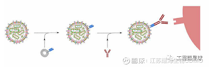 【耀文解读】综述|一文读懂LNP递送系统赋能CRISPR/Cas9肿瘤治疗应用 #LNP# #CRISPR/Cas9# #基因编辑# 注：本文 ...