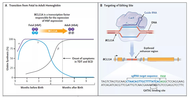 首款CRISPR基因编辑疗法上市——哪些事情值得关注？ 近日，随着基于CRISPR的基因编辑疗法Casgevy获批上市，医学界迎来了一个具有 ...