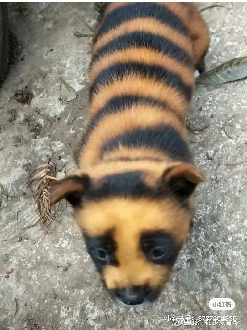 $源飞宠物(SZ001222)$ $宠物护理ETF-ProShares(PAWZ)$ 兄弟们，看看我这狗取什么名字比较好 - 雪球