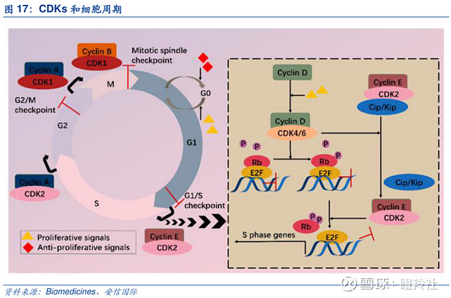 近百亿大单，创新药一哥不相信眼泪 11月21日， 百济神州 与Ensem Therapeutics （昂胜医药）达成合作协议，百济神州引进CDK2抑制剂E... - 雪球