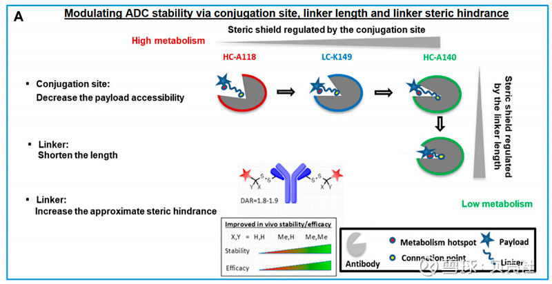 ADC连接子的集成设计 来源：小药说药 由于有效载荷、连接子和偶联方法的改进，抗体偶联药物（ADC）的发展在过去十年中取得了显著进展。特别是 ...