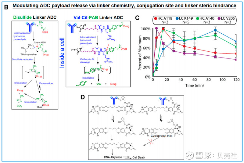 ADC连接子的集成设计 来源：小药说药 由于有效载荷、连接子和偶联方法的改进，抗体偶联药物（ADC）的发展在过去十年中取得了显著进展。特别是 ...