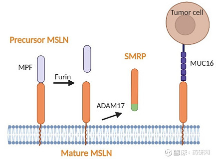 MSLN：超越实体瘤的免疫治疗靶点 间皮素（Mesothelin）又被称为MSLN，它是一种糖基磷脂酰肌醇(GPI)锚定的细胞表面糖蛋白。由于它在正常组织中... - 雪球