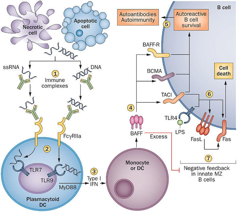 第一三共TLR7单抗国内获批临床，治疗系统性红斑狼疮 12月21日，第一三共TLR7单抗DS-7011a在国内获批临床，用于治疗系统性红斑狼疮（SLE）。Toll样受体7（T... - 雪球