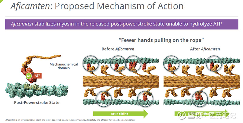Cytokinetics大涨82%：Aficamten治疗HCM三期临床成功，箕星药业拥有中国权益 Armstrong 2023年12月27日 ...