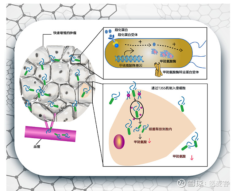 全球首创溶瘤细菌的华津医药，获B轮数千万助力 2024年1月3日/医麦客新闻 eMedClub News/--近日，广州华津医药科技有限公司 ...