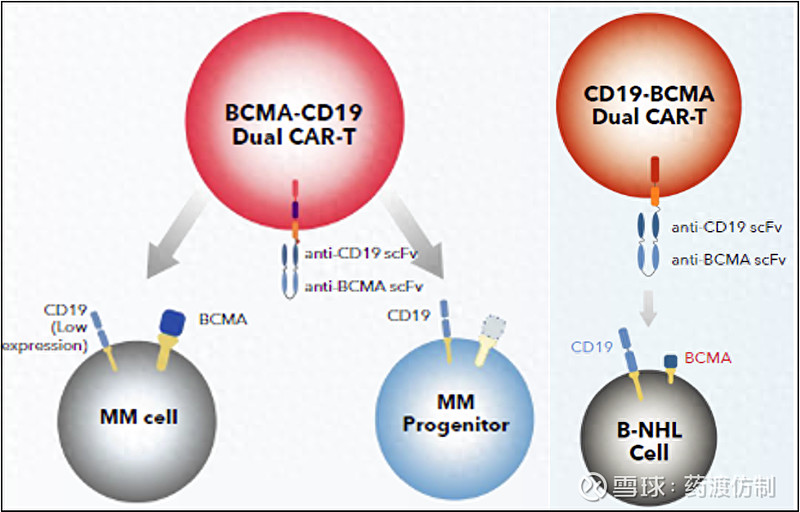 亘喜生物靠这款CAR-T获得AZ青睐？BCMA/CD19 CAR-T研发进展一览 来源：药渡撰文：双氧水2023年12月21日， 亘喜生物 ...
