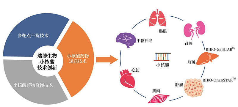 20亿美元，瑞博小核酸药物获跨国药企青睐 1月3日，跨国药企勃林格殷格翰宣布，与苏州瑞博及其瑞典子公司Ribocure达成合作协议，共同开发 ...