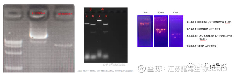 【耀文解读】一文读懂|质粒多聚体Plasmid Multimers的形成机制、检测方法及降低策略 #重组蛋白# #CDMO# #RNA疗法 ...