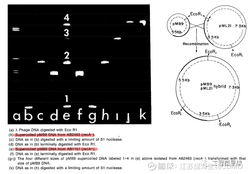 【耀文解读】一文读懂|质粒多聚体Plasmid Multimers的形成机制、检测方法及降低策略 #重组蛋白# #CDMO# #RNA疗法# 注：本文不构成任何投资意见和建议，以官方/公司公告 ...